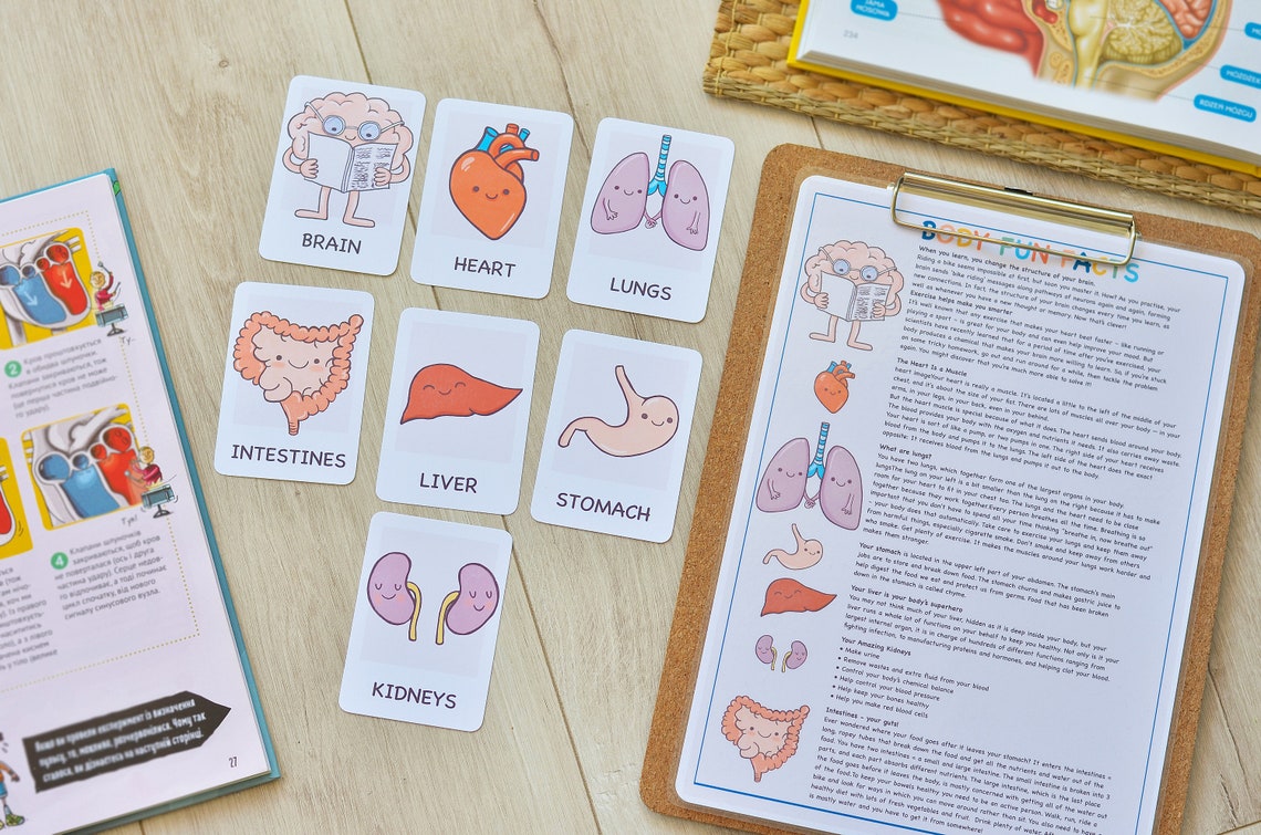 Human Organs Flashcards and Body Facts Homeschool Montessori - Etsy