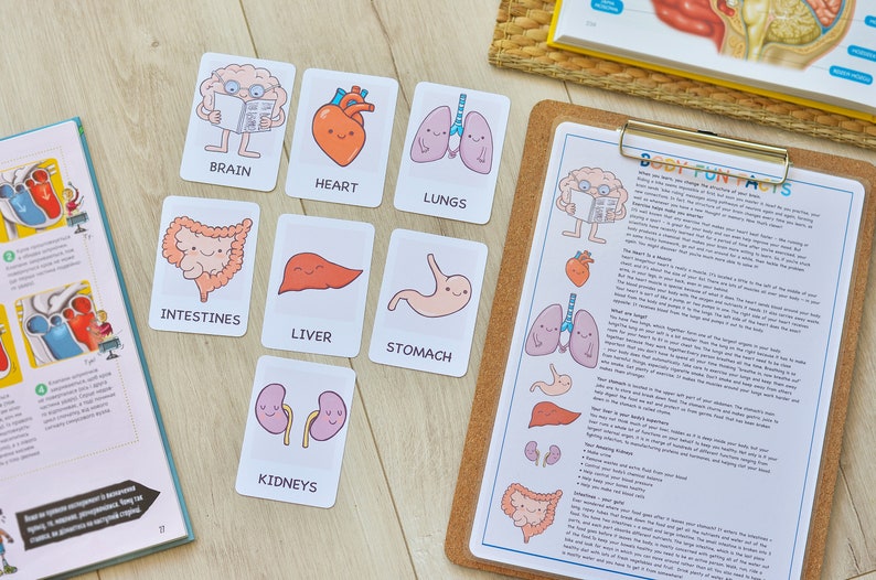 Human Organs Flashcards and Body Facts Homeschool Montessori - Etsy