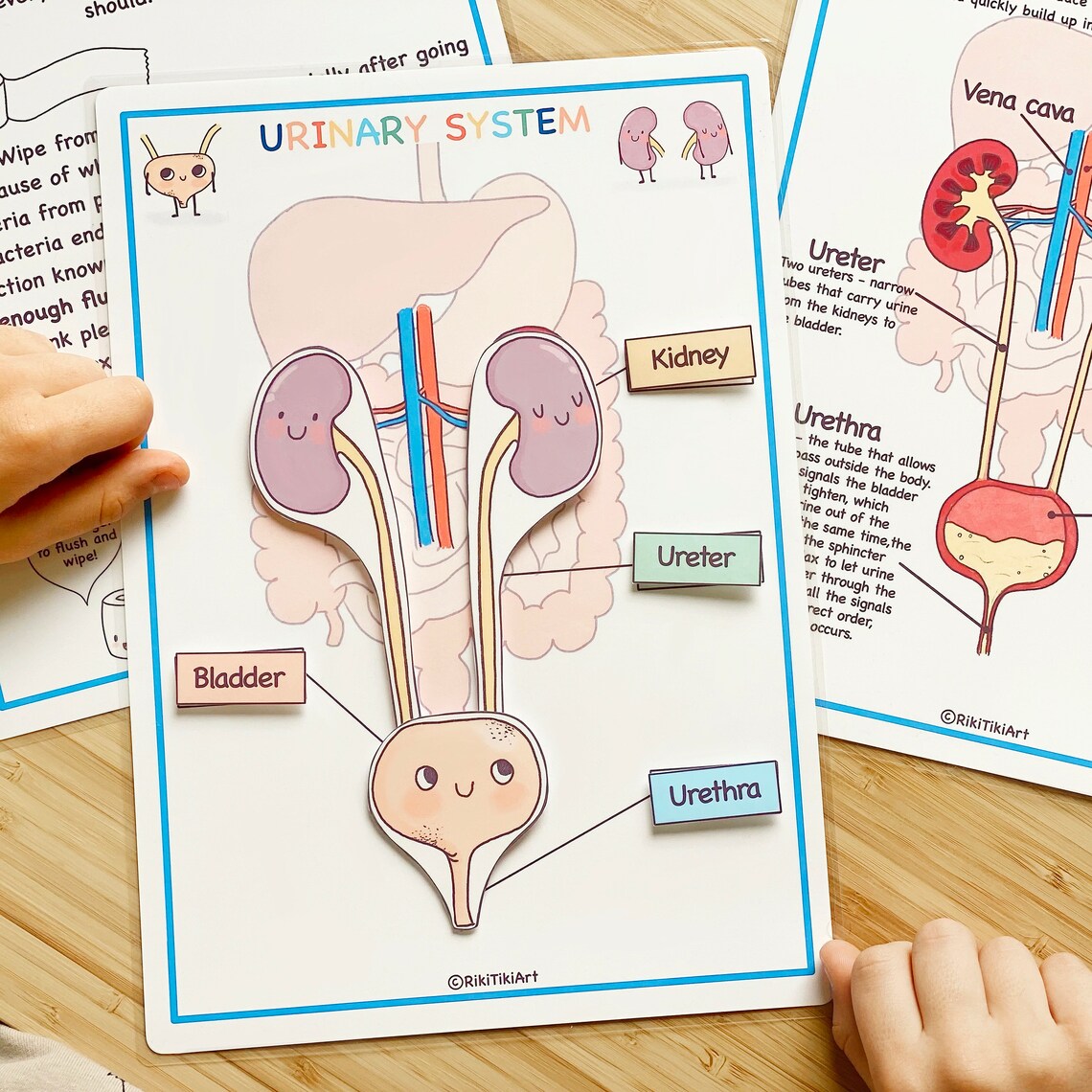Human Urinary System Learning Bundle Human Body Unit Study Preschool ...