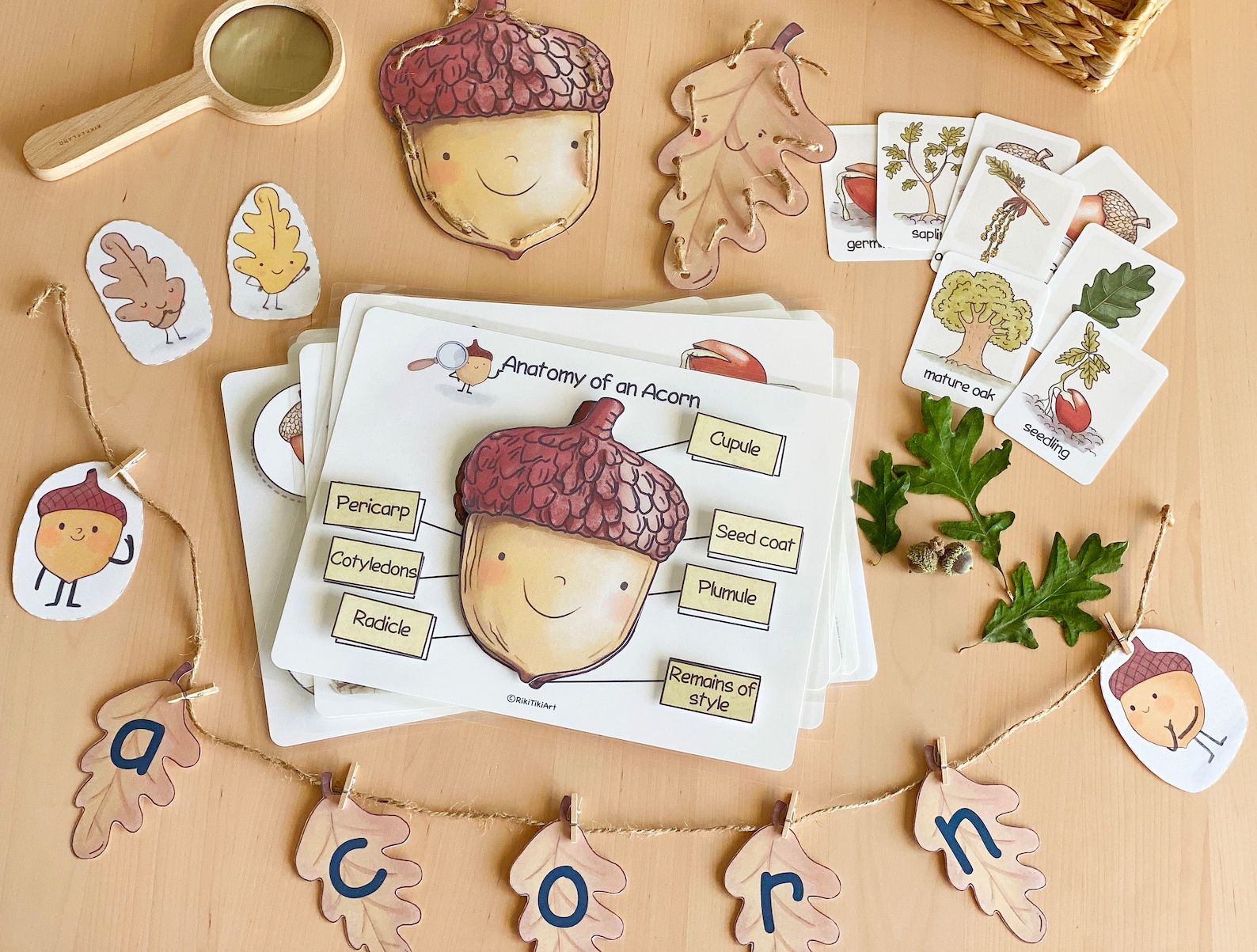 Oak Tree Unit Study Bundle Charlotte Mason Nature Study Anatomy of an ...