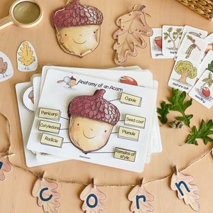 Oak Tree Unit Study Bundle Charlotte Mason Nature Study Anatomy of an ...