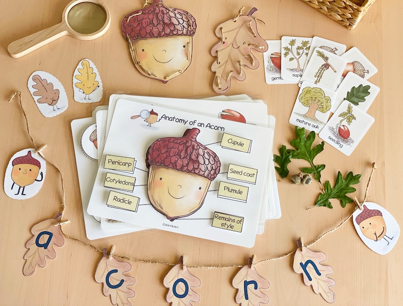 Oak Tree Unit Study Bundle Charlotte Mason Nature Study - Etsy