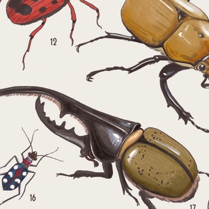 Beetle Educational Posters Homeschool Downloadable Prints Preschool ...