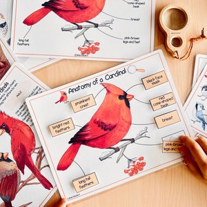 Winter Backyard Birds Unit Study Charlotte Mason Homeschool Learning ...