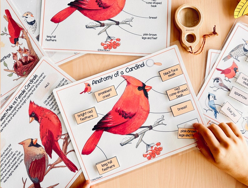 Winter Backyard Birds Unit Study Charlotte Mason Homeschool - Etsy