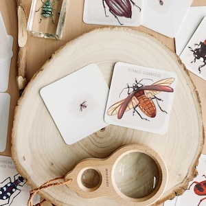 Beetles Study Activity Magnifying Glass Matching Game Homeschool ...