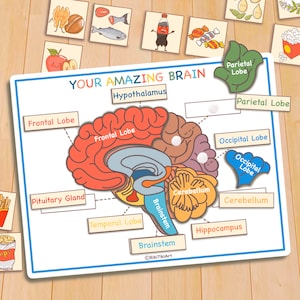 Human Brain Anatomy Bundle, Printable Homeschool Curriculum Preschool ...