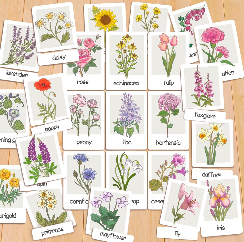 Flowers Flashcards Charlotte Mason Preschool Printables Toddler Flash ...
