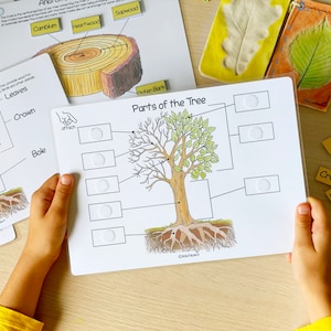 Tree Unit Study Bundle Charlotte Mason Anatomy of a Tree Nature Study ...
