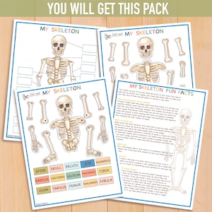 Human Skeleton Busy Book Page, Printable Montessori Materials ...