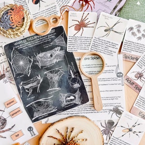 Spider Unit Study Homeschool Fall Activities Spider Life Cycle ...