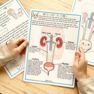 Human Urinary System Learning Bundle Human Body Unit Study Preschool ...