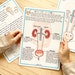 Human Urinary System Learning Bundle Human Body Unit Study Preschool ...