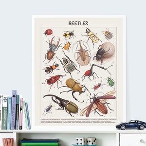 Beetle Educational Posters Homeschool Downloadable Prints Preschool ...