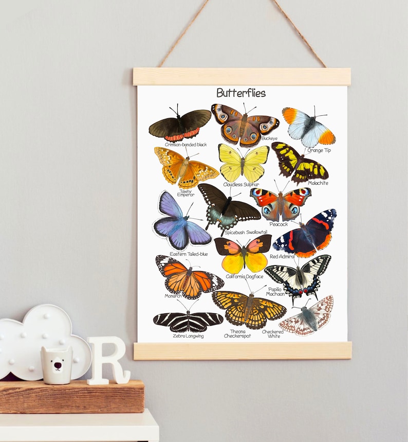 Butterfly Poster Nature Educational Posters Charlotte Mason ...