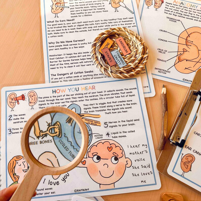 Human Ear Anatomy Bundle Preschool Worksheets Homeschool Human Body ...