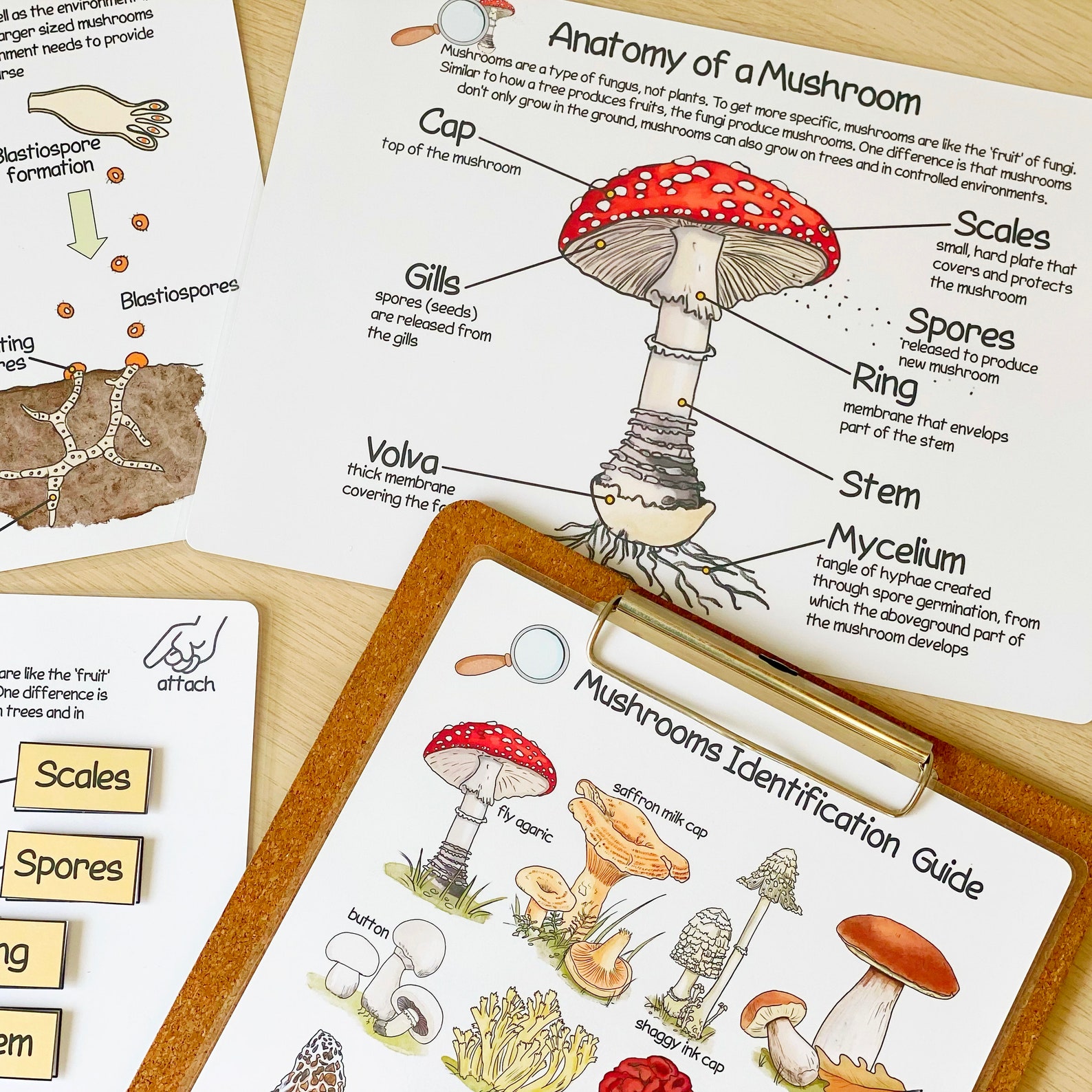 Mushrooms Unit Study Bundle Charlotte Mason Homeschool - Etsy