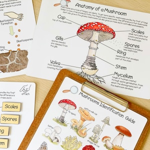 Mushrooms Unit Study Bundle Charlotte Mason Homeschool - Etsy