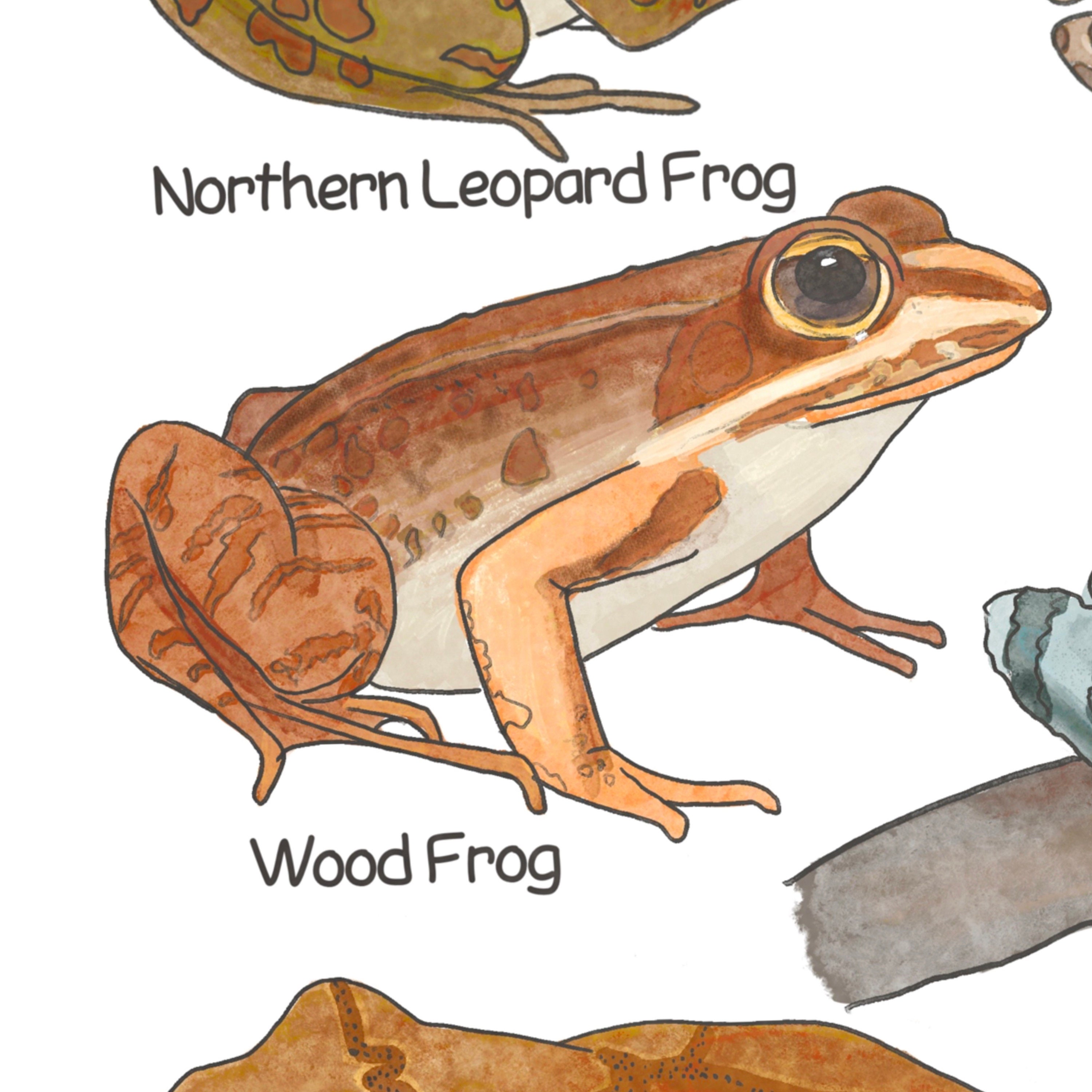 Frogs and Toads of North America Educational Poster Charlotte Mason ...