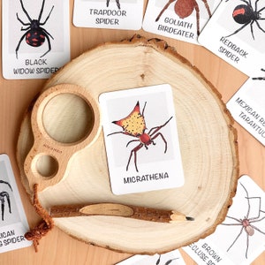 Spiders Flash Cards Montessori Printable Homeschool Resources ...