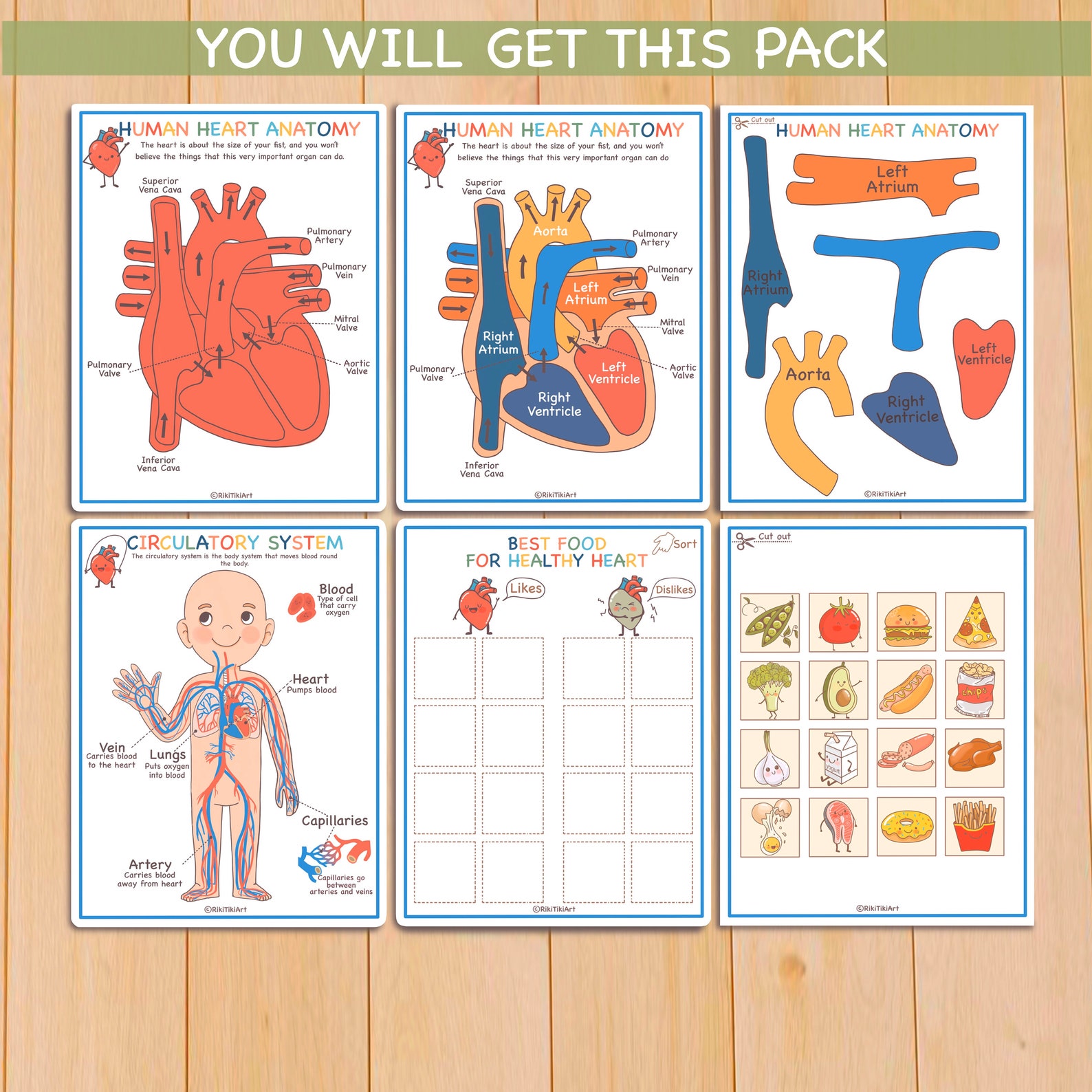 Human Anatomy Study Bundle Anatomical Heart Homeschool - Etsy