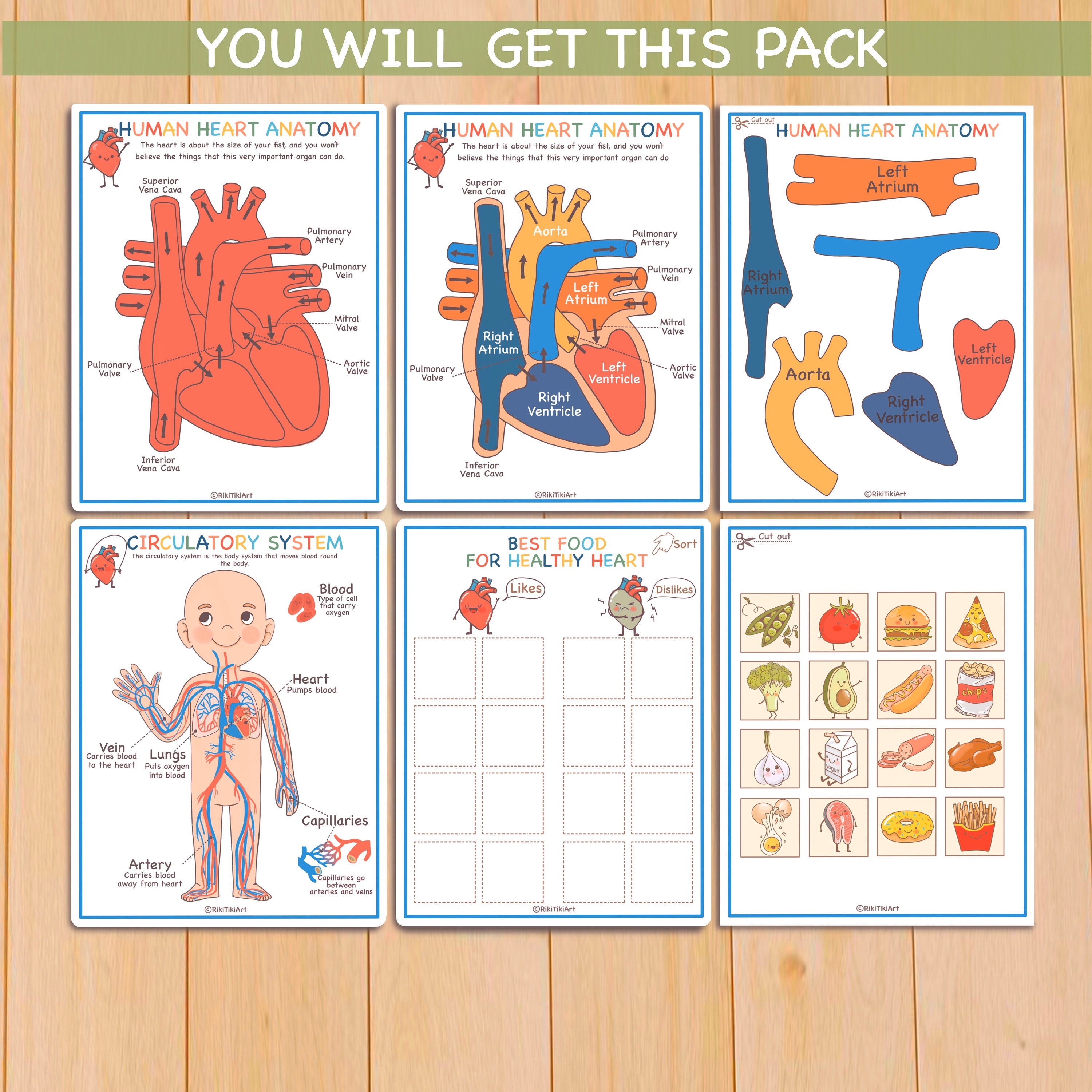 Human Anatomy Study Bundle Anatomical Heart Homeschool | Etsy