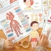 Human Anatomy BUNDLE - Systems Organs Parts of the Body, Anatomy Busy ...