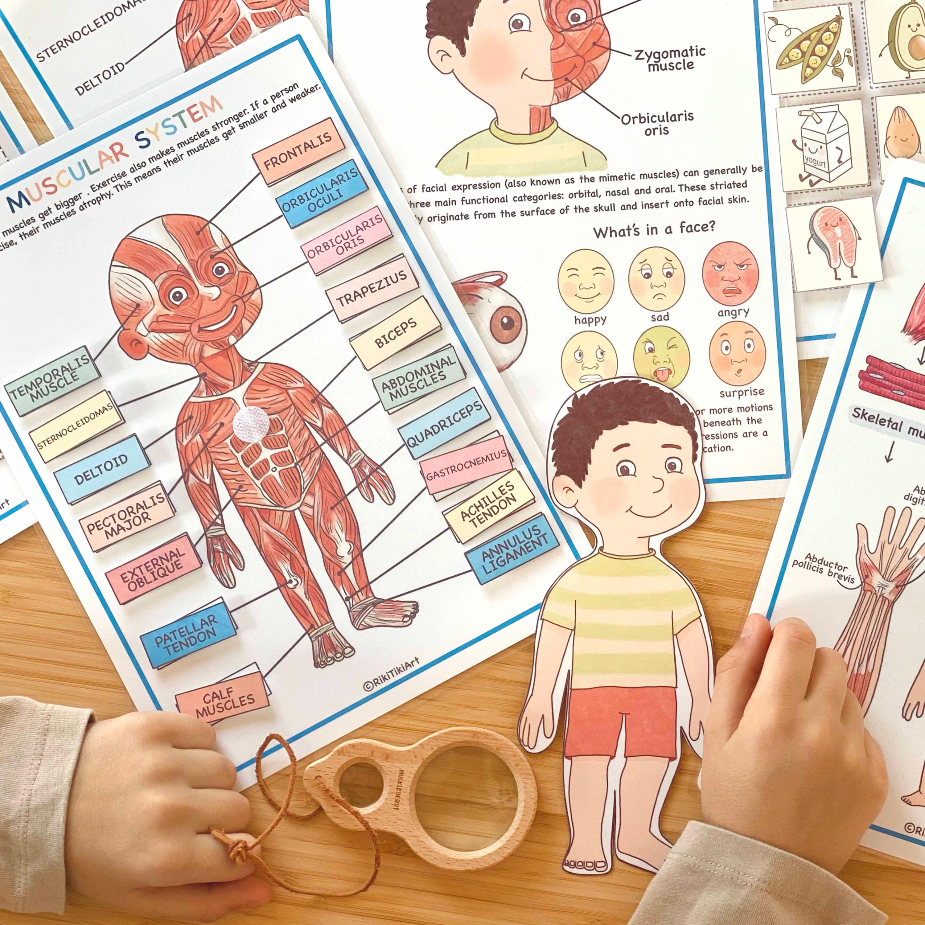 Human Anatomy BUNDLE - Systems Organs Parts of the Body, Anatomy Busy ...