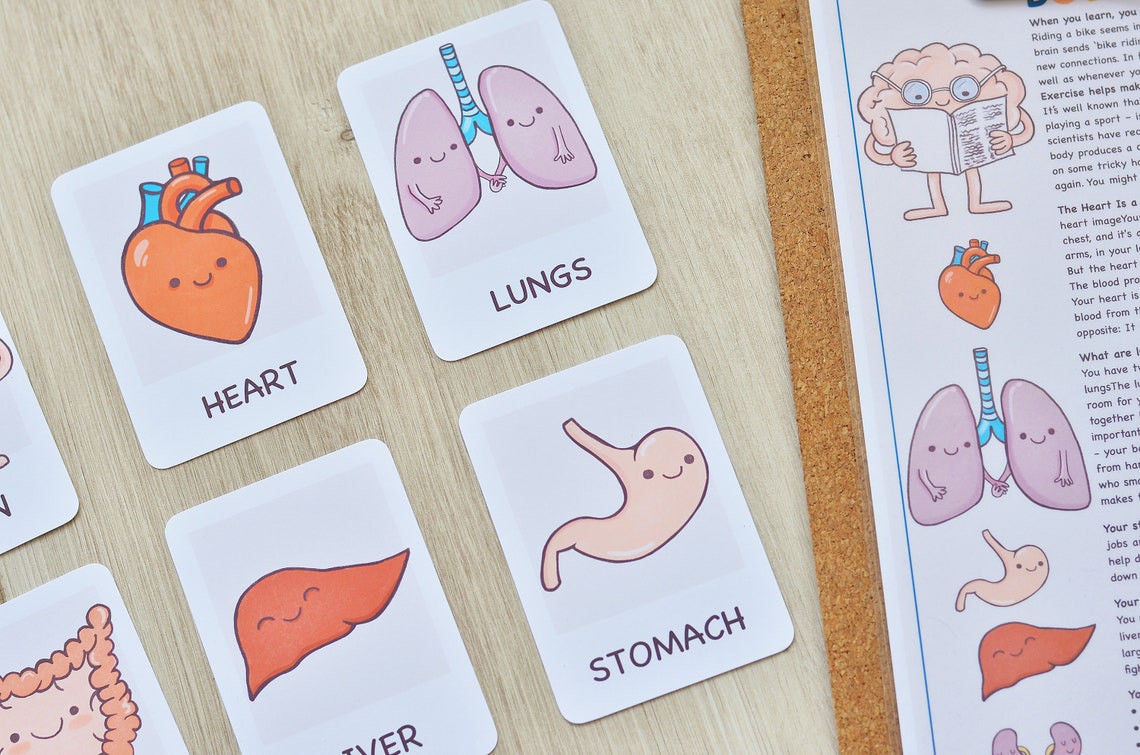 Human Organs Flashcards and Body Facts Homeschool Montessori | Etsy