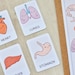 Human Organs Flashcards and Body Facts, Homeschool Montessori Materials ...