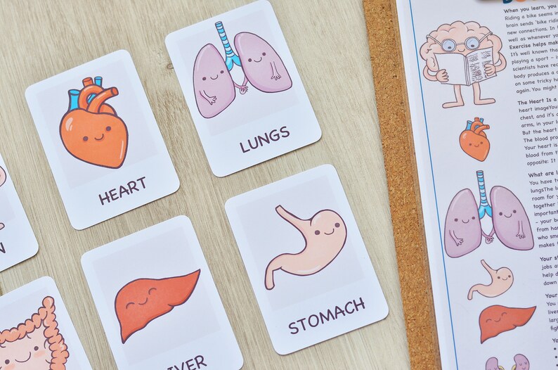 Human Organs Flashcards and Body Facts Homeschool Montessori | Etsy