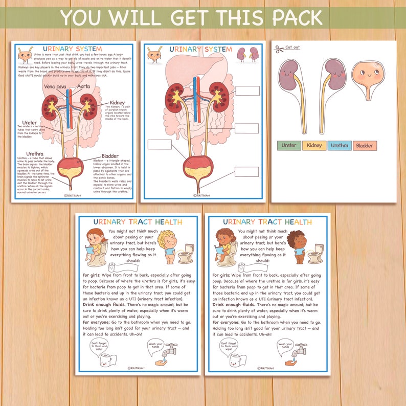 Human Urinary System Learning Bundle Human Body Unit Study - Etsy