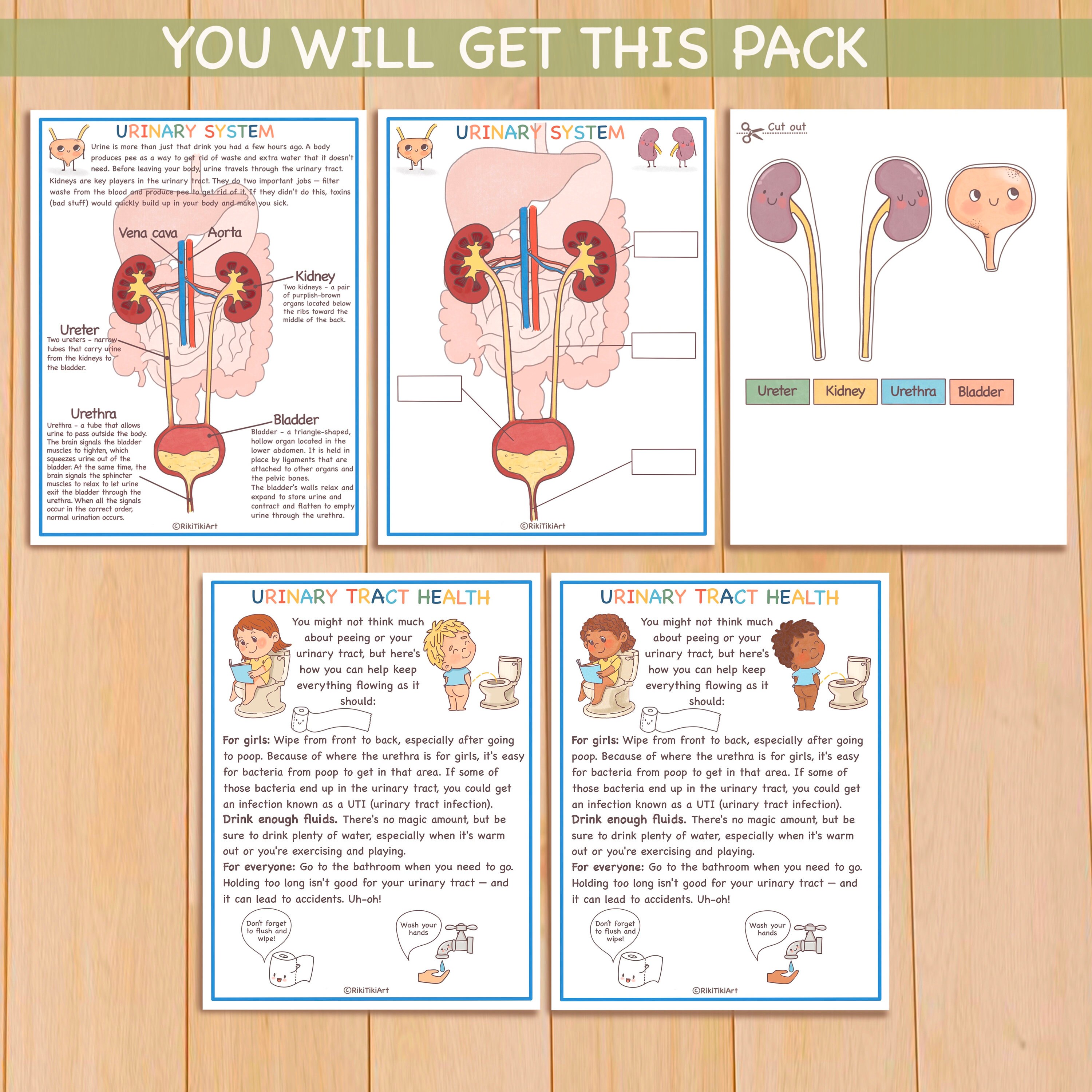 Human Urinary System Learning Bundle Human Body Unit Study - Etsy Canada