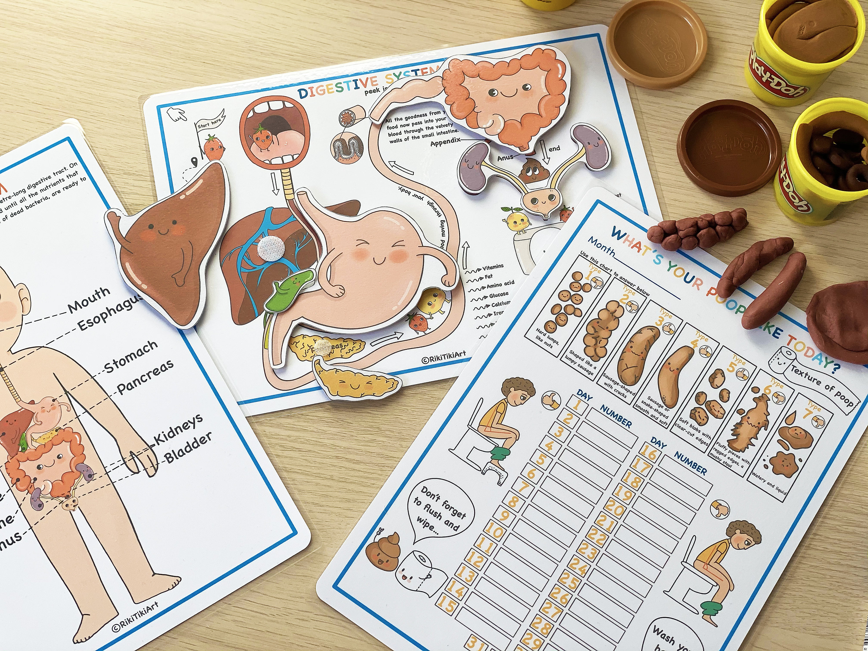 Human Digestive System Anatomy Bundle About Me Homeschool - Etsy Canada