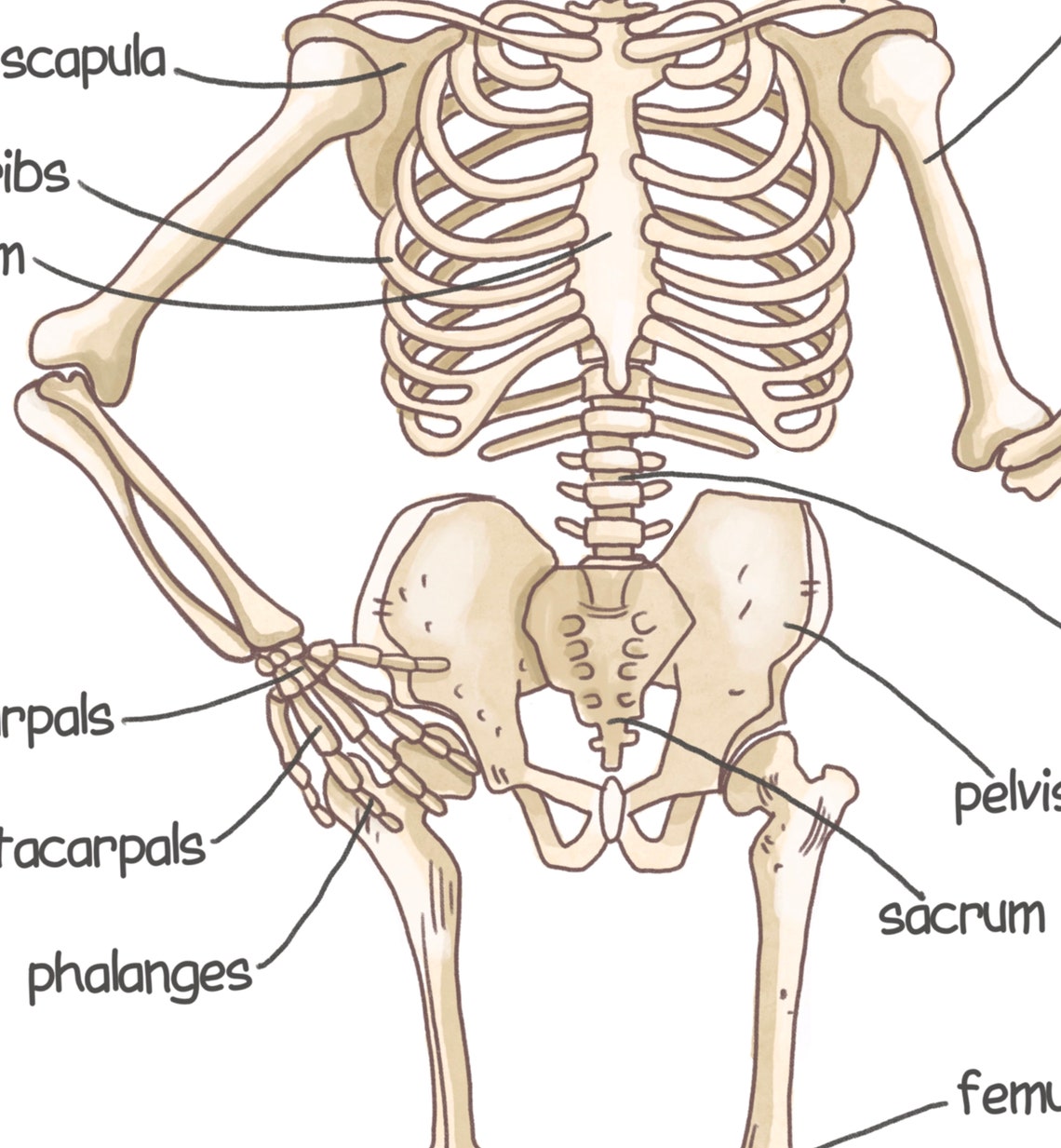 Human Skeleton Poster for Kids Human Bones Downloadable Prints | Etsy