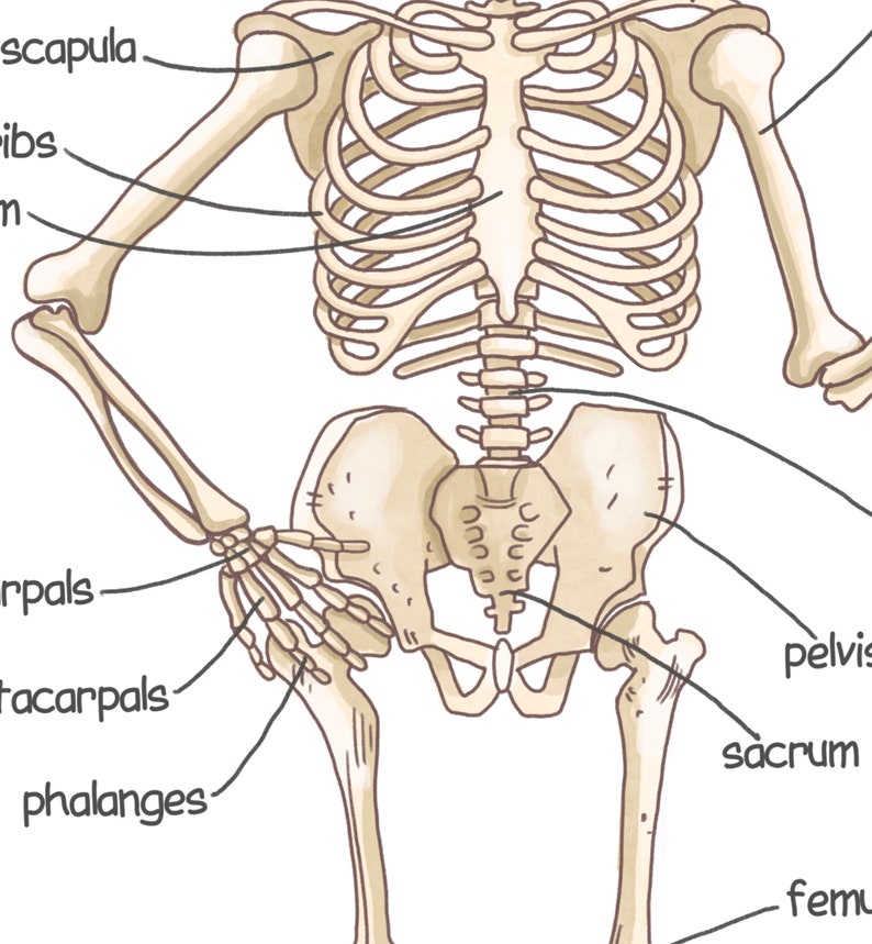 Human Skeleton Poster for Kids Human Bones Downloadable Prints - Etsy