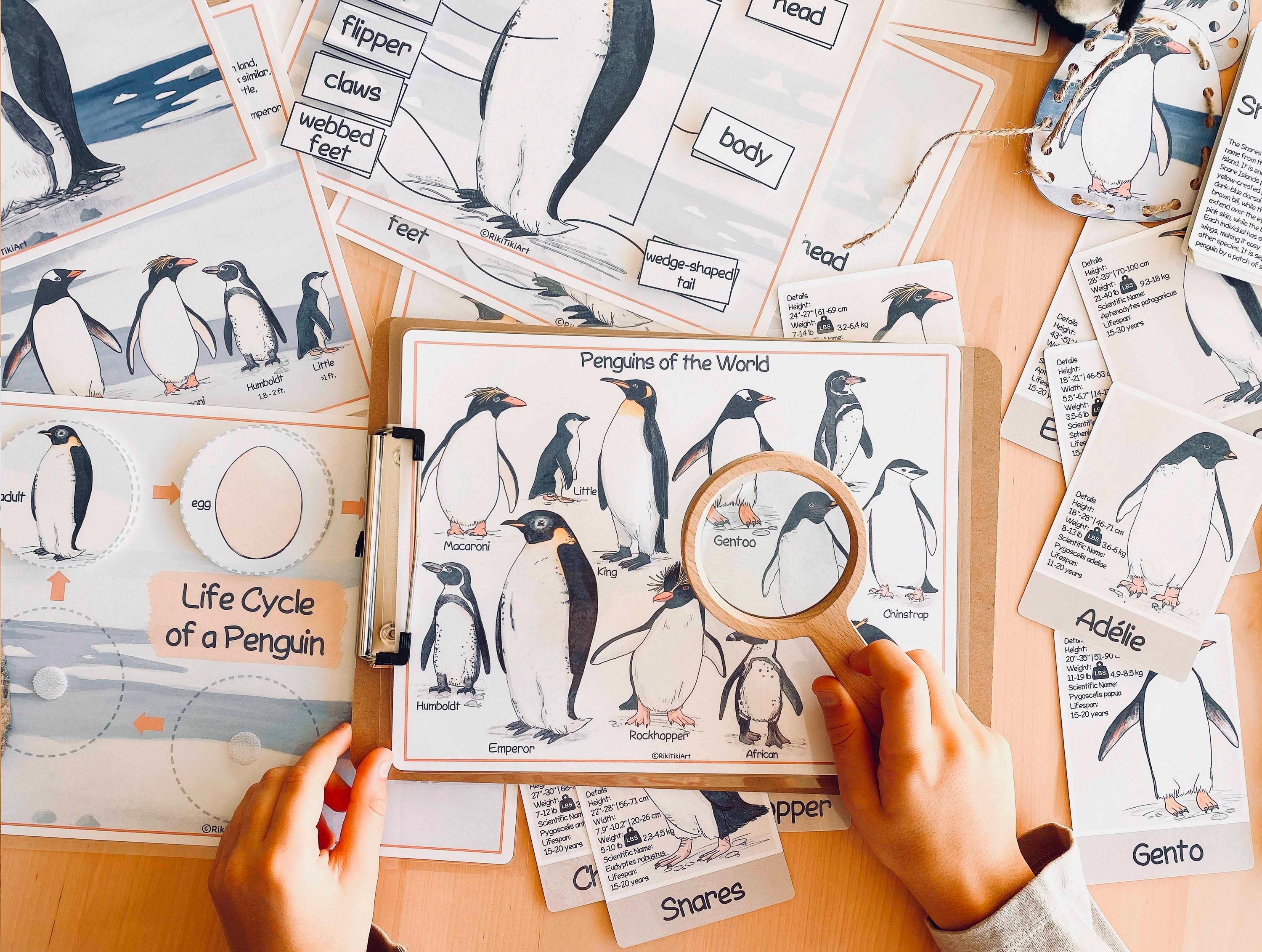 Penguins Unit Study Winter Homeschool Learning Materials Charlotte ...