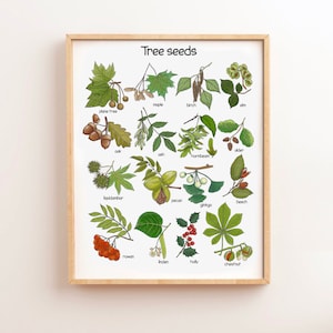 Tree Seeds Poster Homeschool Educational Posters Montessori ...