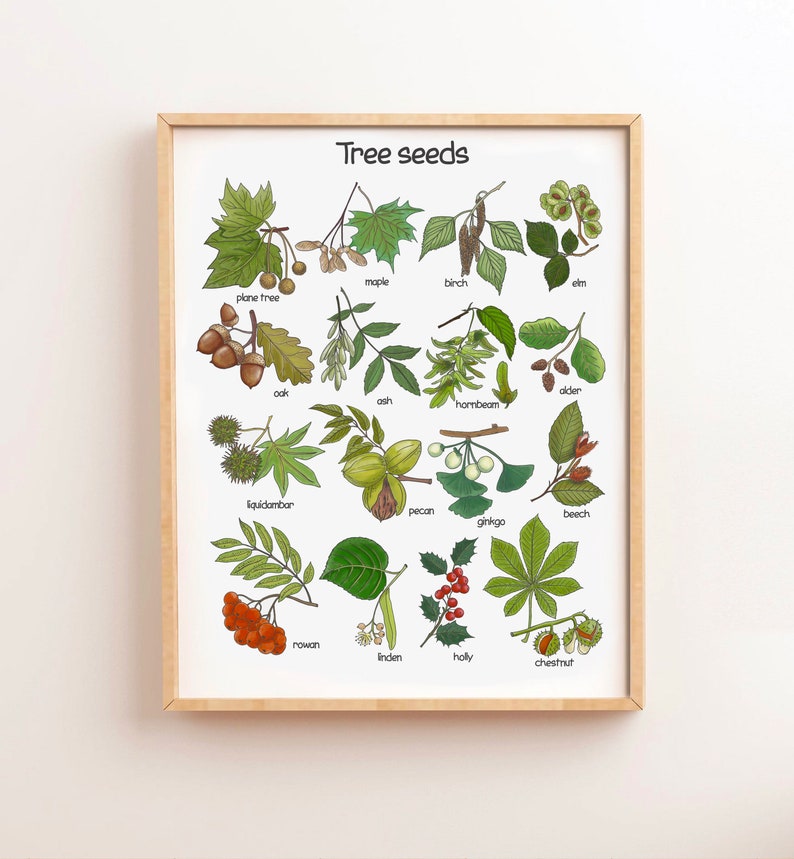 Tree Seeds Poster Homeschool Educational Posters Montessori | Etsy