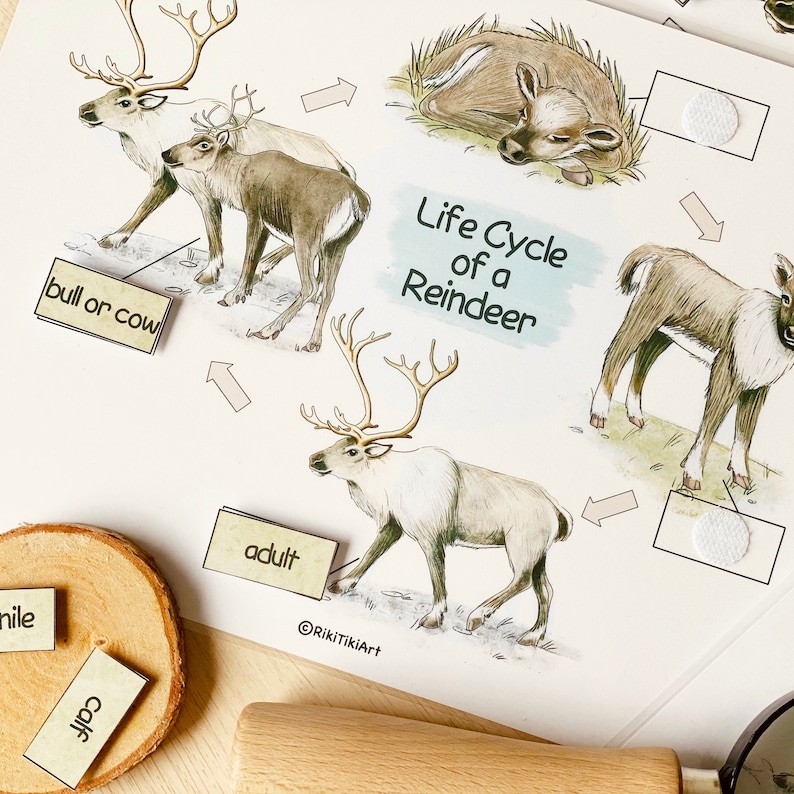 Reindeer Unit Study Homeschool Learning Materials Charlotte - Etsy