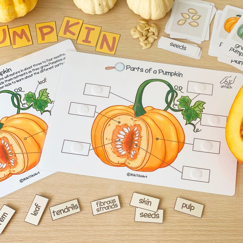 Pumpkin Unit Study Homeschool Learning Materials Charlotte - Etsy