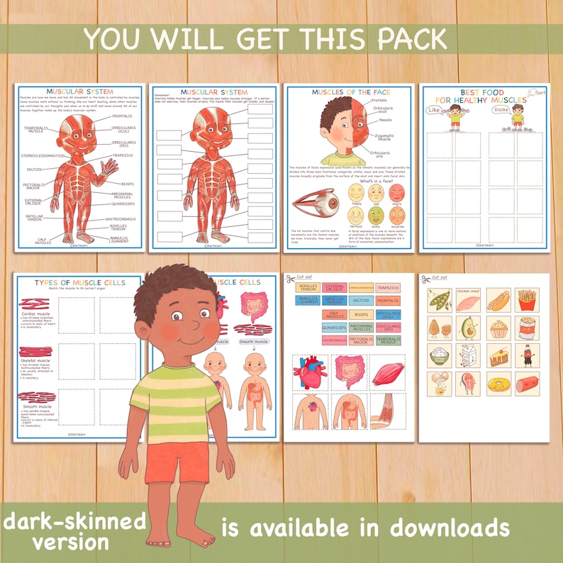 Muscular System Learning Bundle Human Anatomy Activity About - Etsy