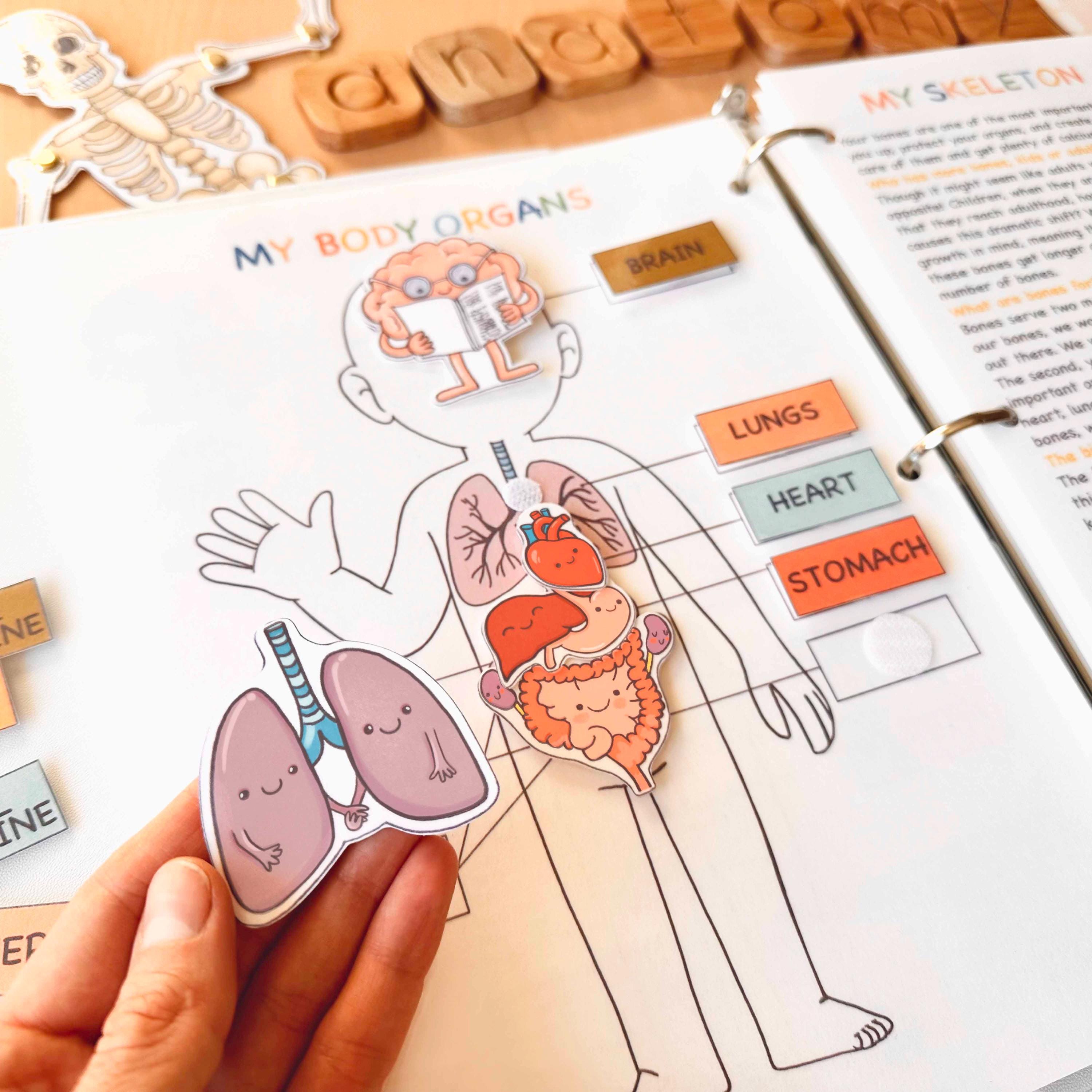 Human Anatomy Busy Book for Kids, Personalized Toddler Activity Book ...