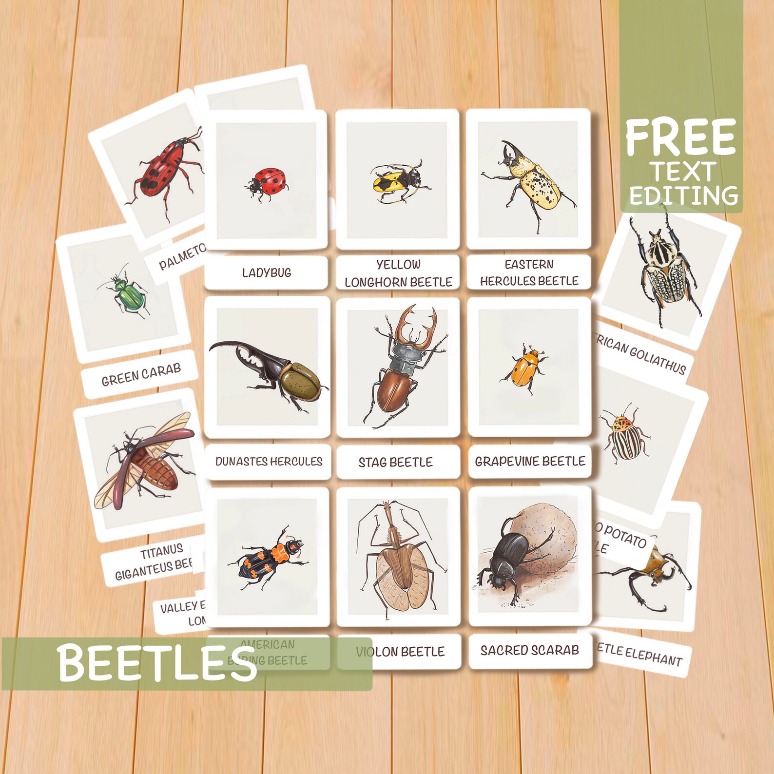 Beetles Flashcards Homeschool Montessori Materials Printable - Etsy