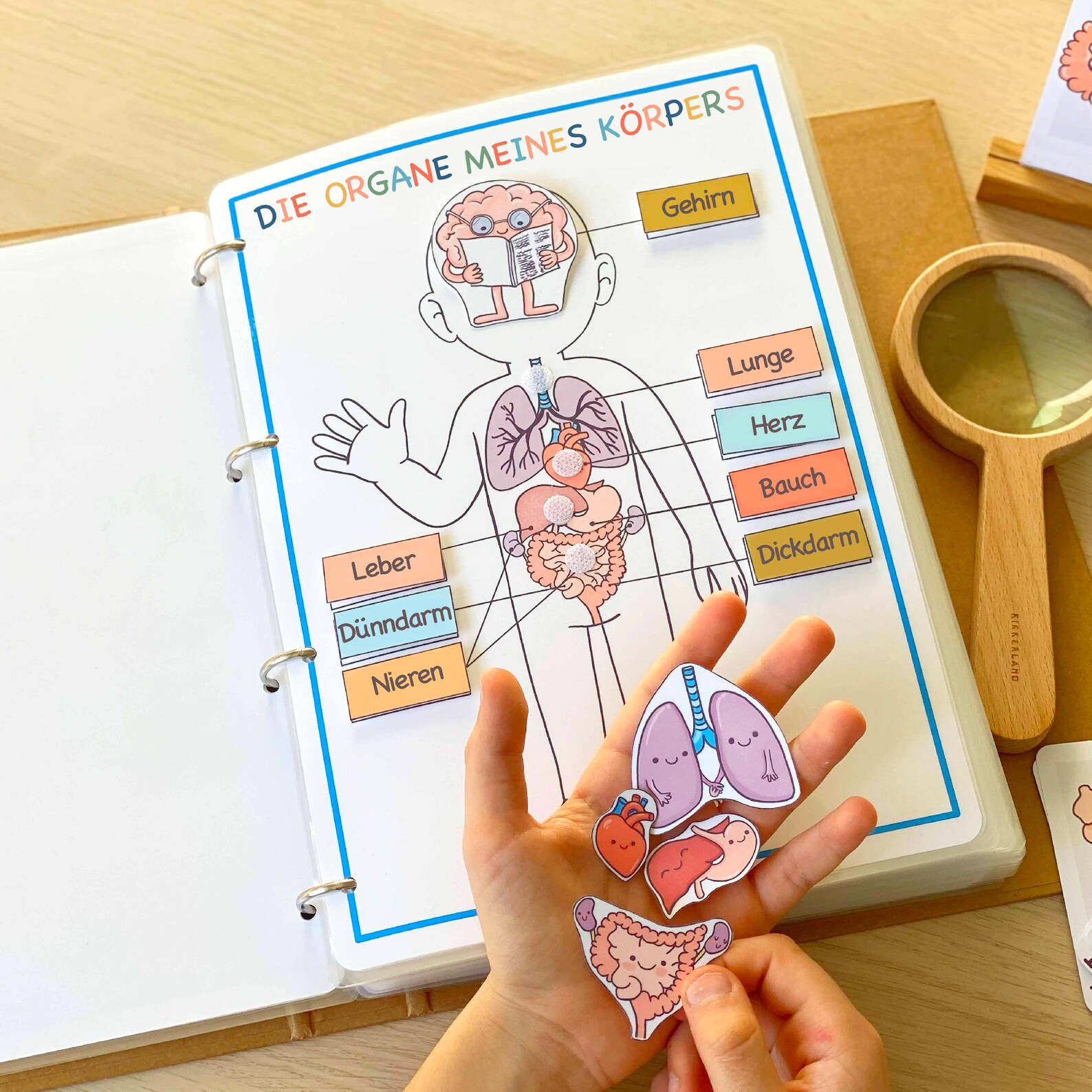 German Human Anatomy Busy Book Homeschool Human Body Unit Study ...