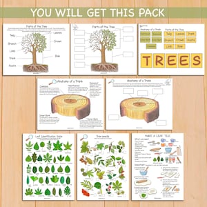 Tree Unit Study Bundle Charlotte Mason Anatomy of a Tree Nature Study ...