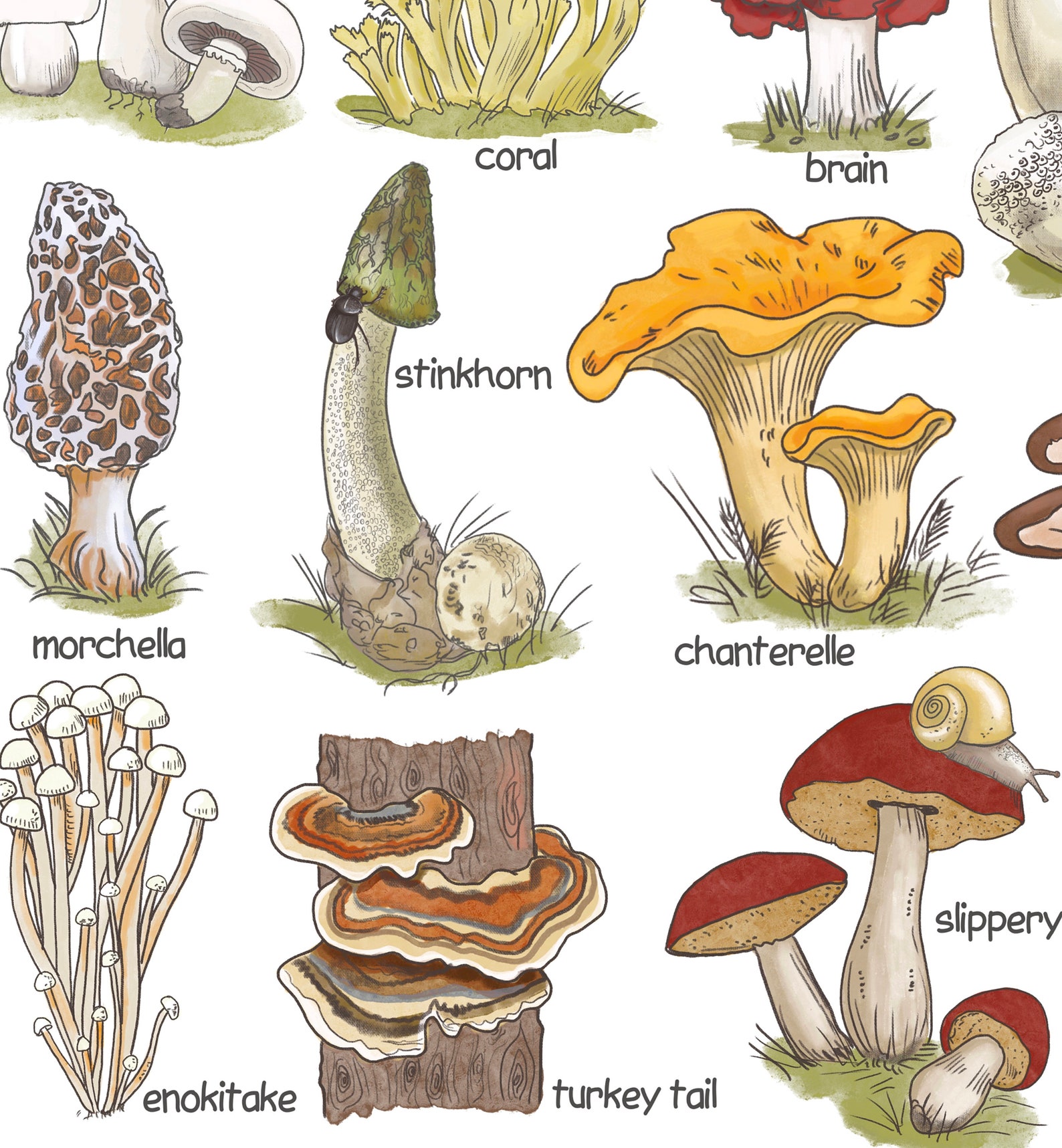 Mushroom Poster Homeschool Educational Posters for Toddlers Nature ...