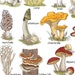 Mushroom Poster Homeschool Educational Posters for Toddlers Nature ...