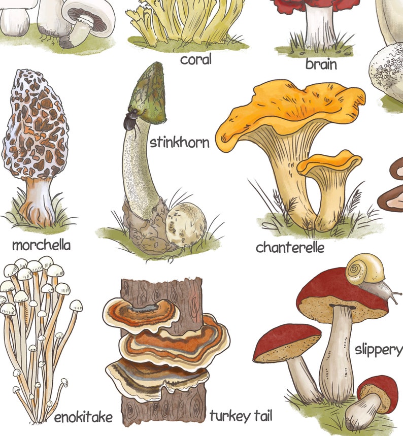 Mushroom Poster Homeschool Educational Posters for Toddlers Nature ...