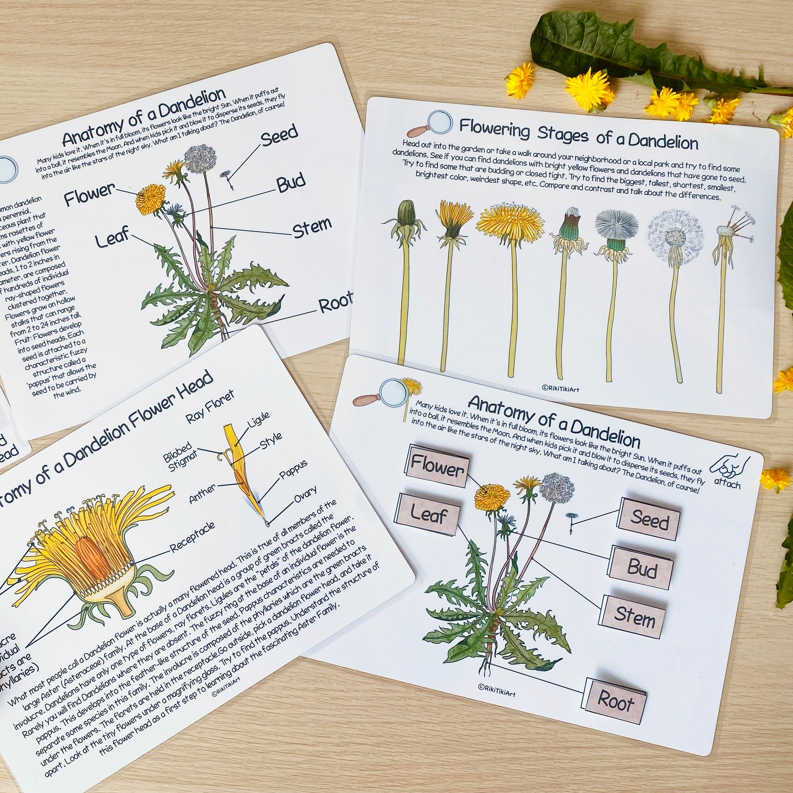 Dandelion Unit Study Charlotte Mason Learning Materials Botanical Busy ...